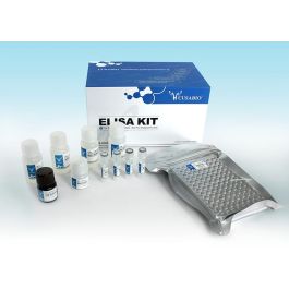 Human Netrin-1,Ntn1 ELISA Kit | ARP American Research Products, Inc.