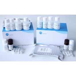 Mouse ENA-78(Epithelial Neutrophil Activating Peptide 78) ELISA Kit | ARP American Research ...