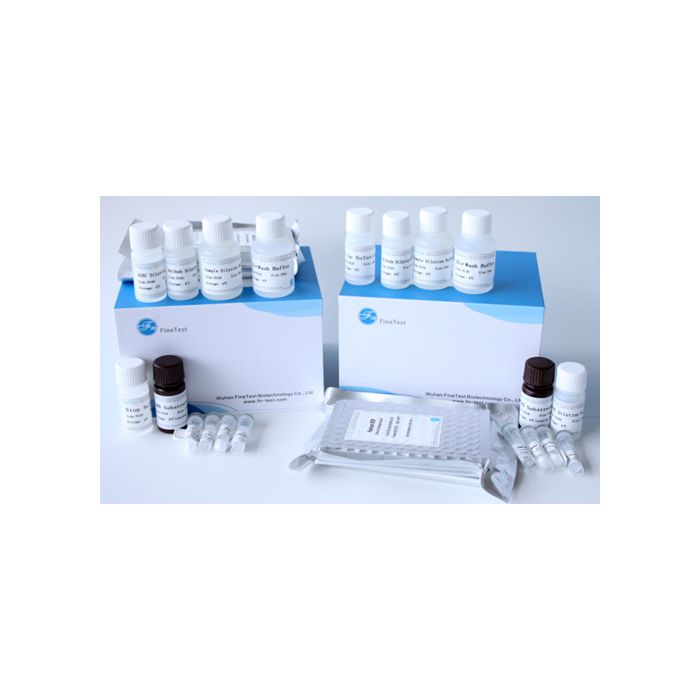 Monkey IFN-γ(Interferon Gamma) ELISA Kit | ARP American Research ...